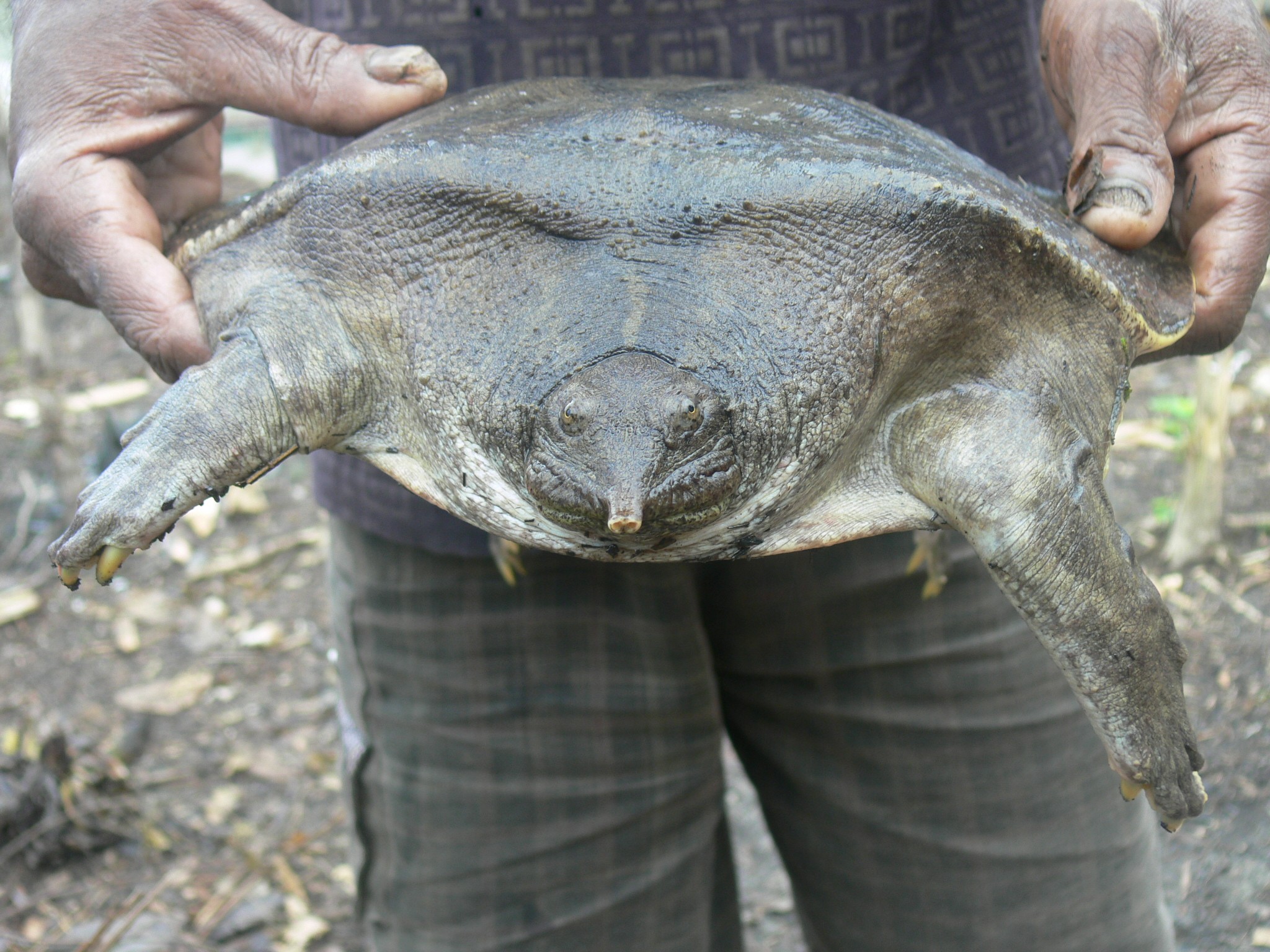 KURA-KURA MONCONG BABI, SATWA ENDEMIK PAPUA YANG “GO INTERNATIONAL”