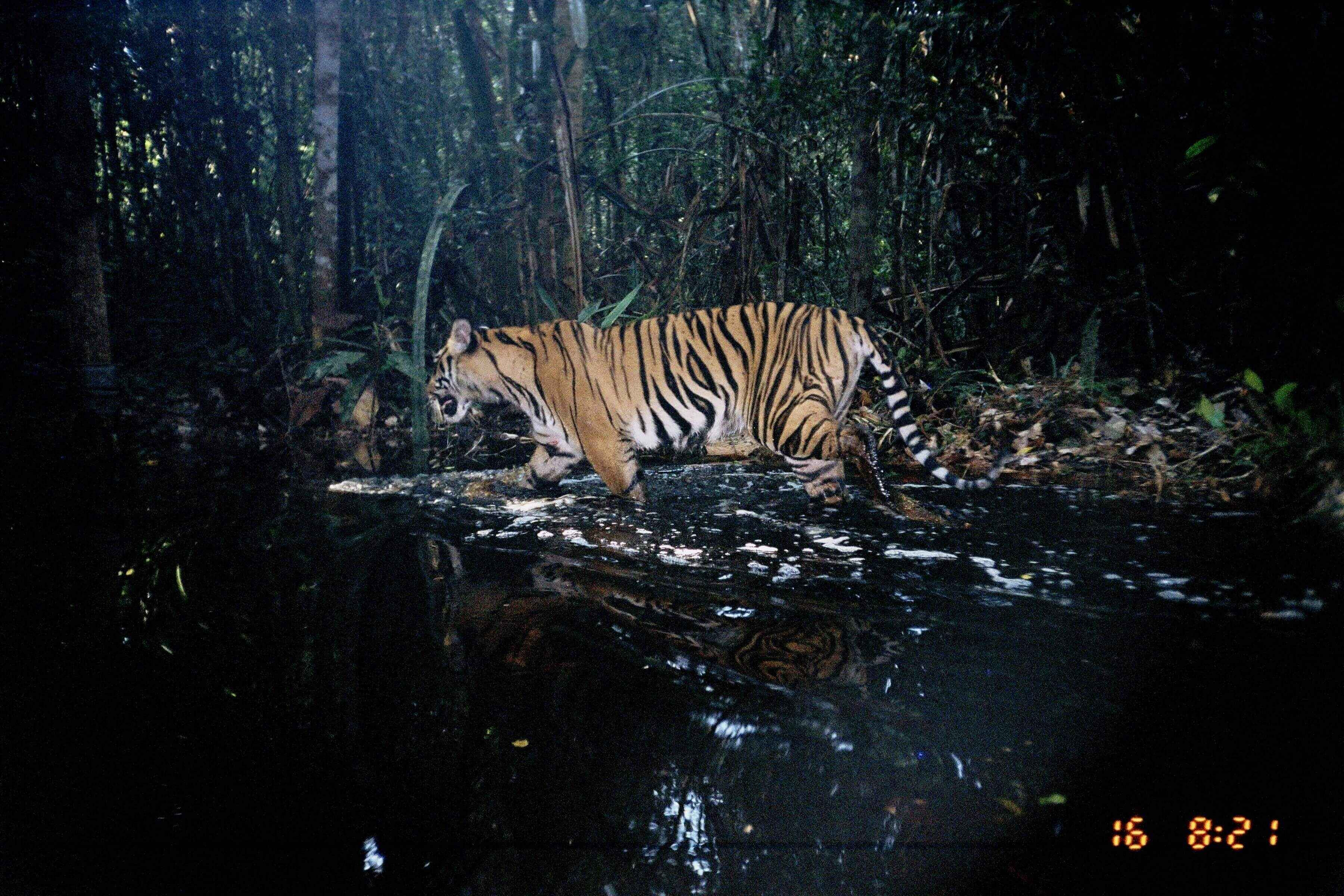 PANTHERA TIGRIS SONDAICA, THE INDONESIAN TIGER