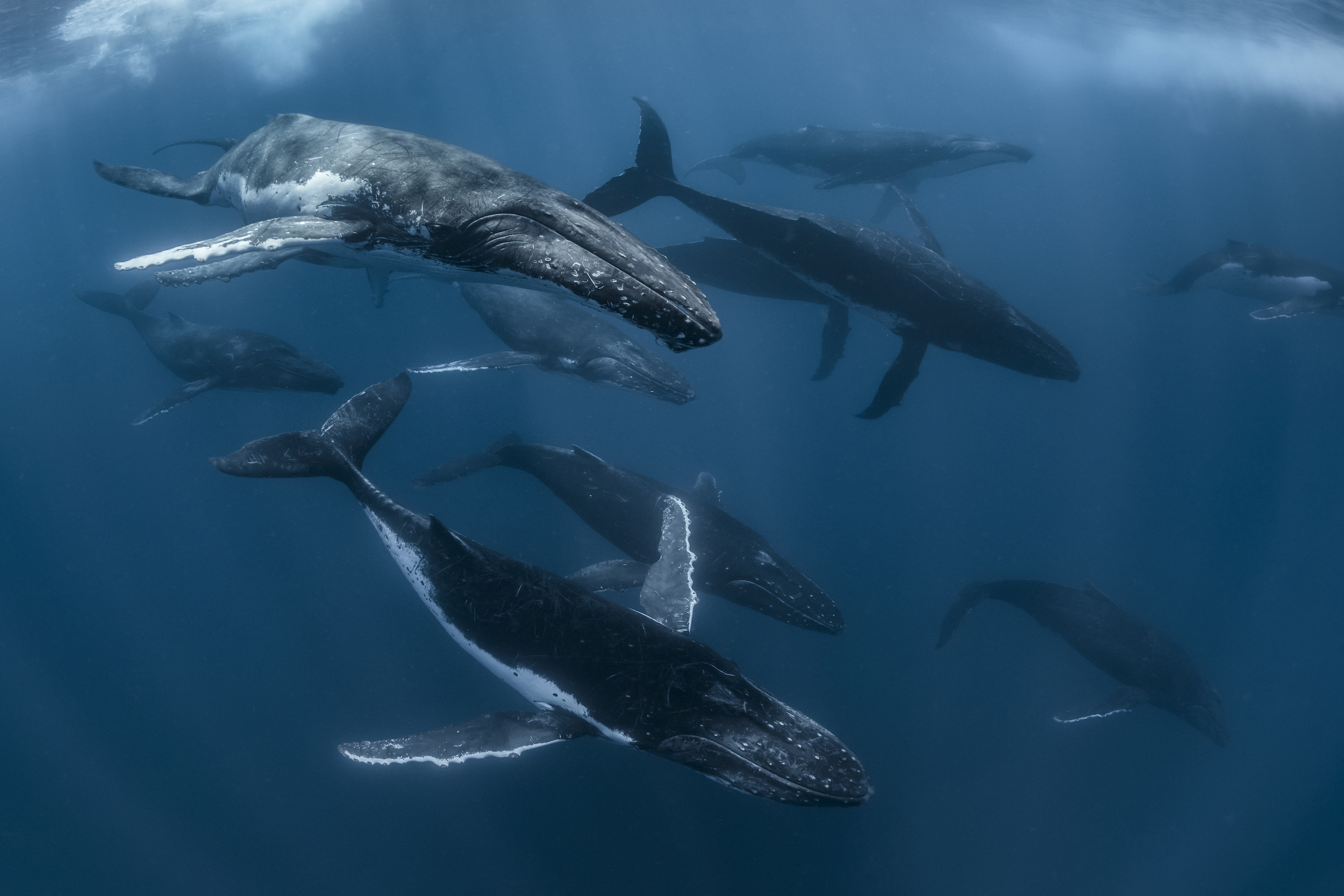 NEW TECHNOLOGY REVEALS THE GLOBAL PATHWAYS OF MIGRATING LARGE MAMMALS ...