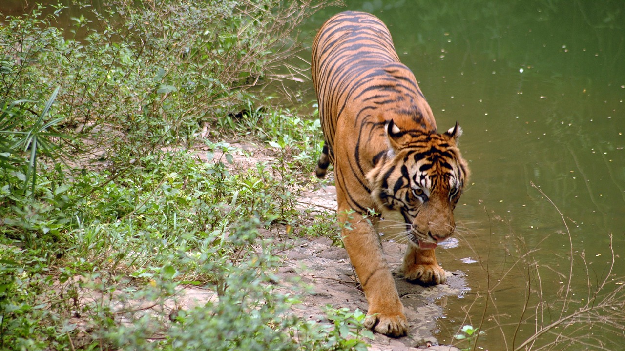 CULTURE IS KEY TO SUMATRAN TIGER CONSERVATION EFFORTS