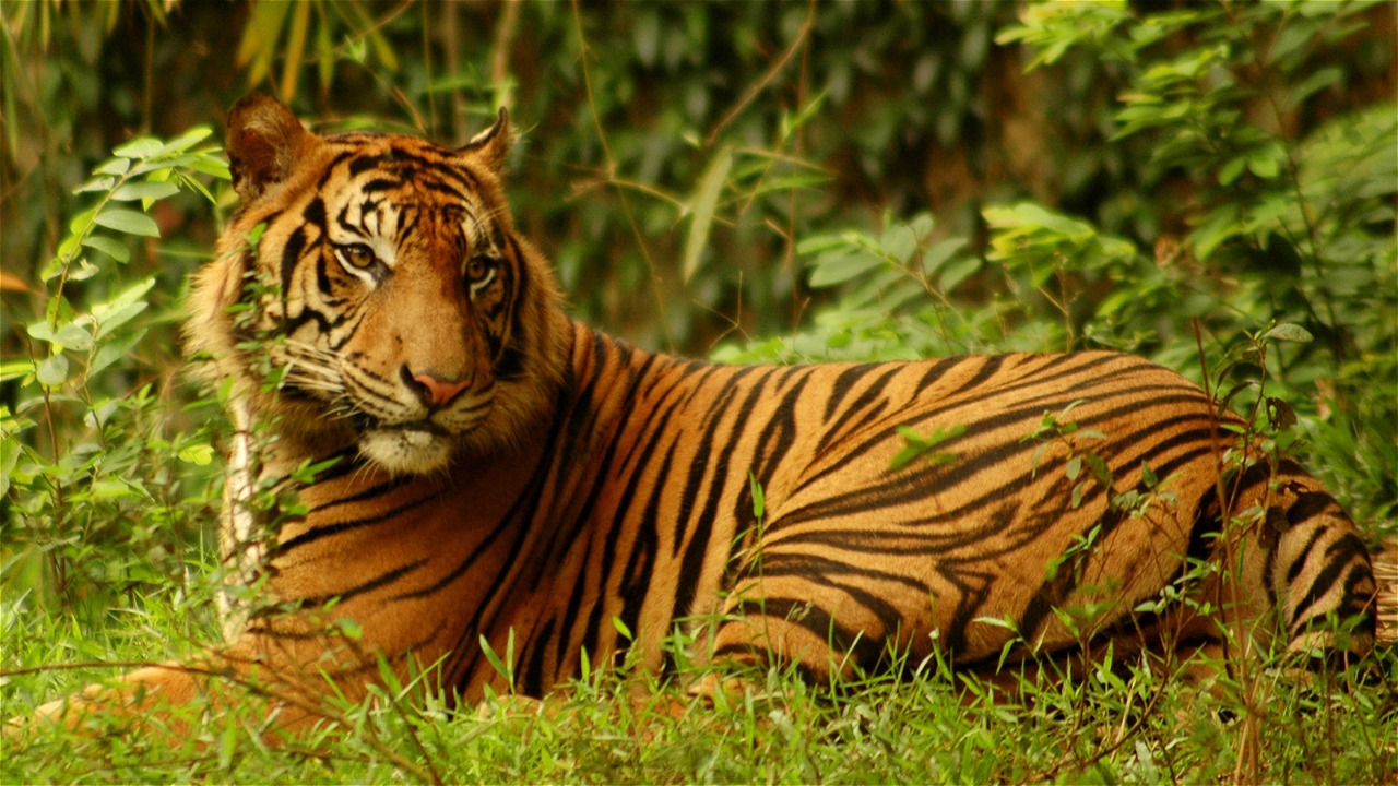 TIPS FOR DEALING WITH TIGER ATTACKS