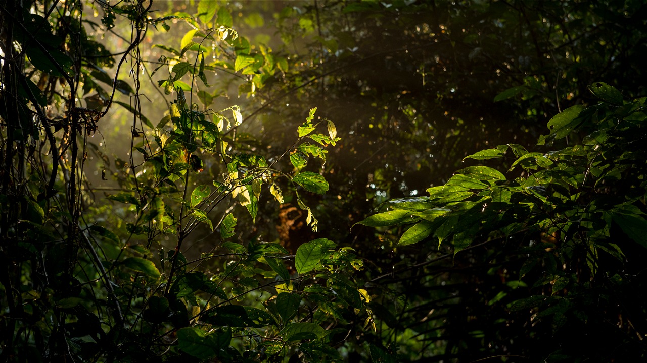 WWF LIVING FORESTS REPORT: SAVING FORESTS AT RISK