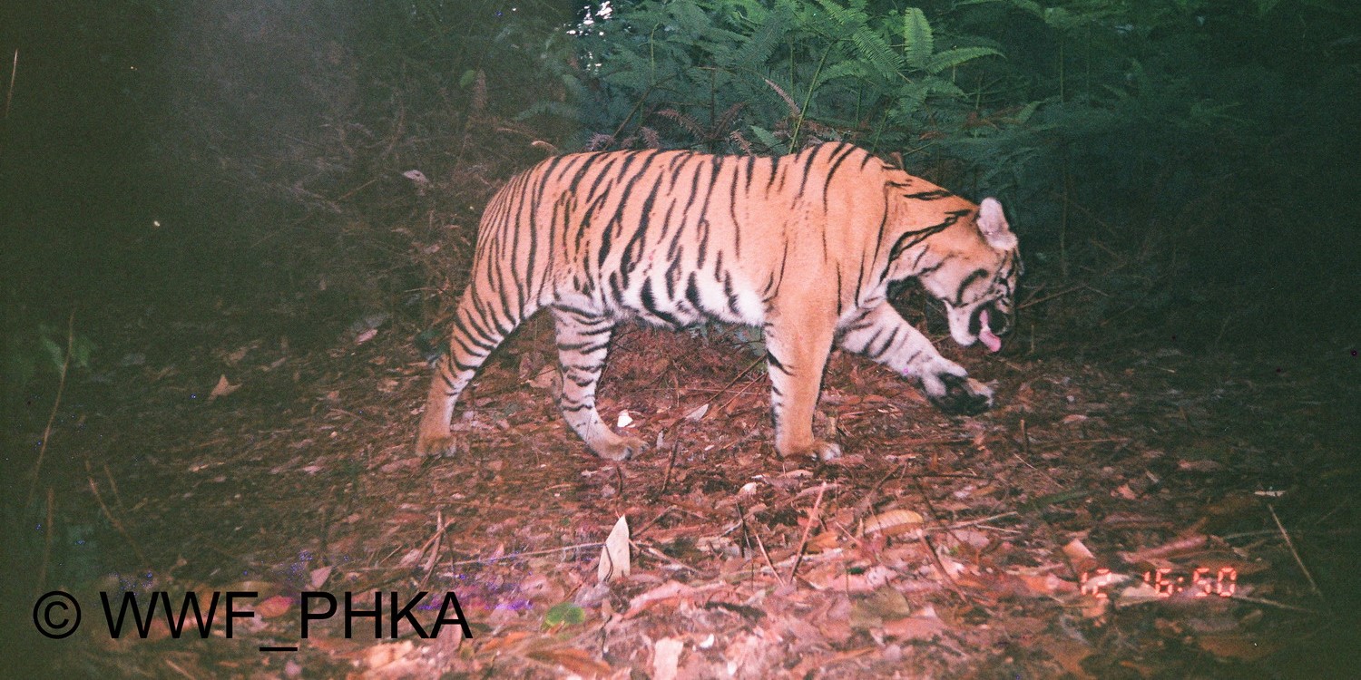 PHOTO GALLERY: CAMERA TRAP IN CENTRAL PART OF SUMATRA