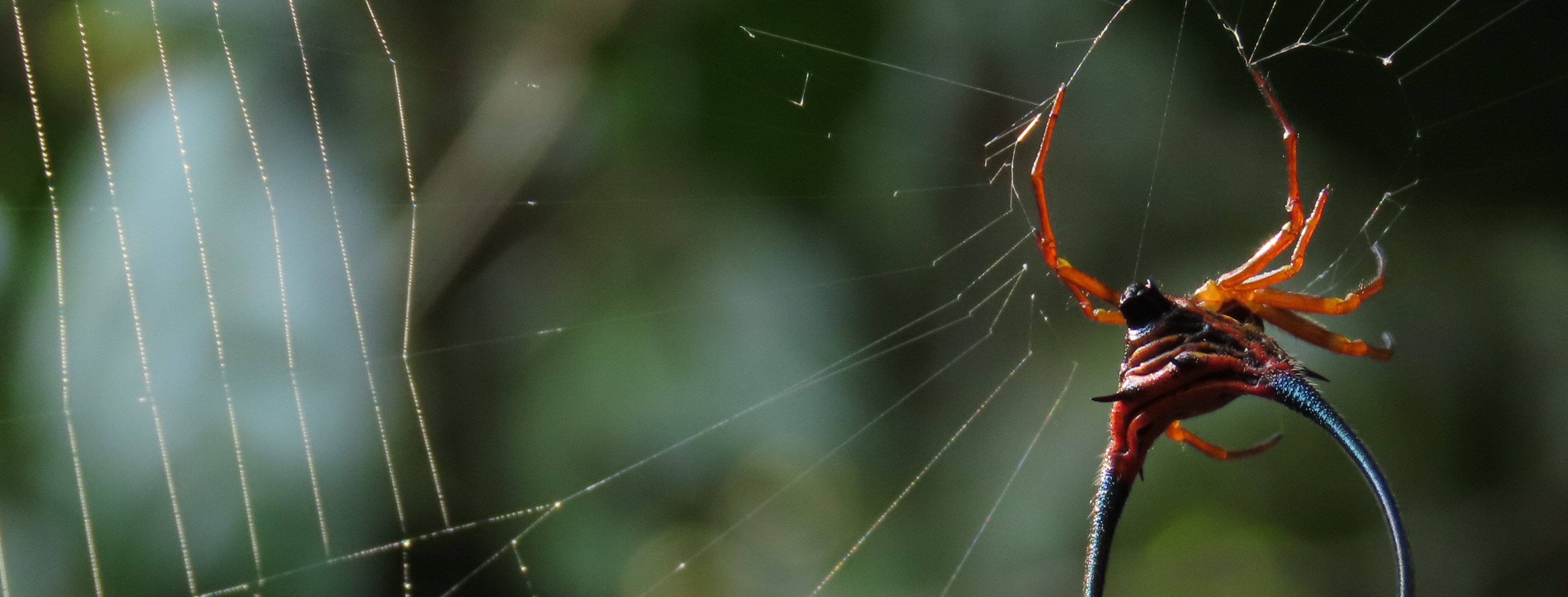 SDN 002 MALINAU SELATAN HILIR'S INSECT COLLECTIONS