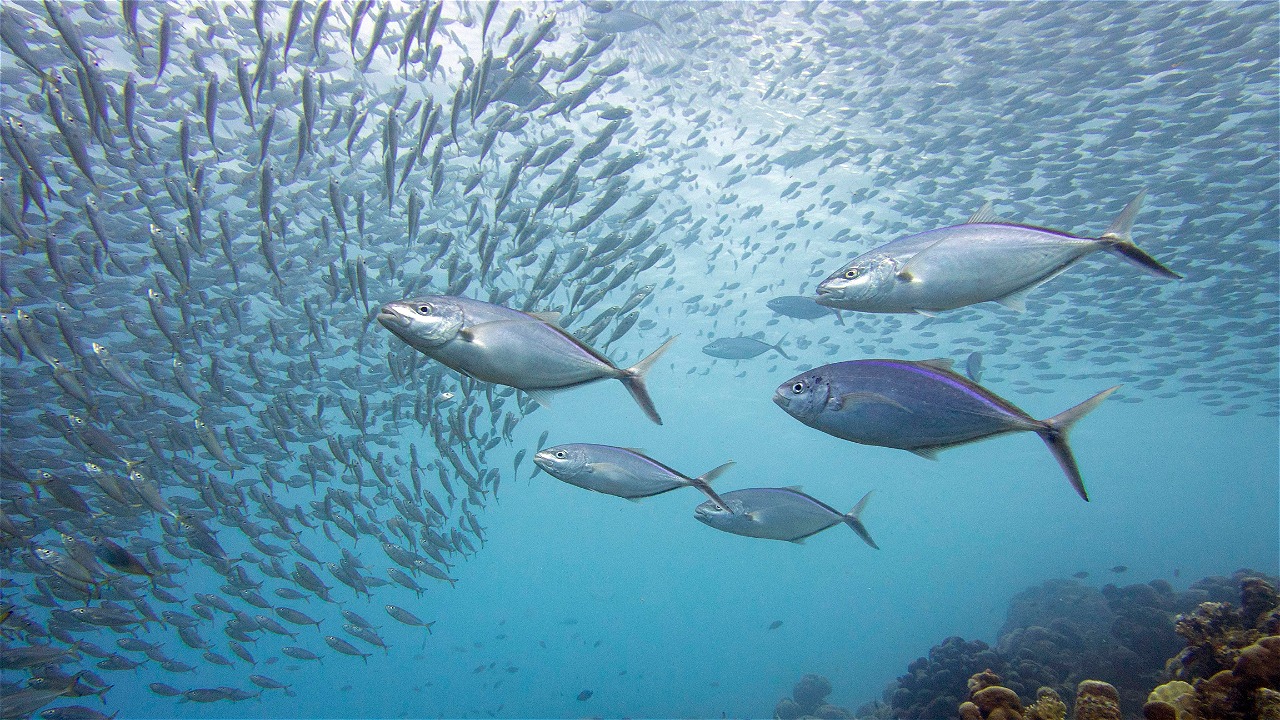 BOHESILIAN VILLAGE HOLDS BMP TRAINING TO IMPROVE INDONESIAN REEF FISHERIES