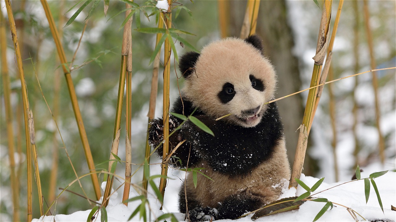 PANDA