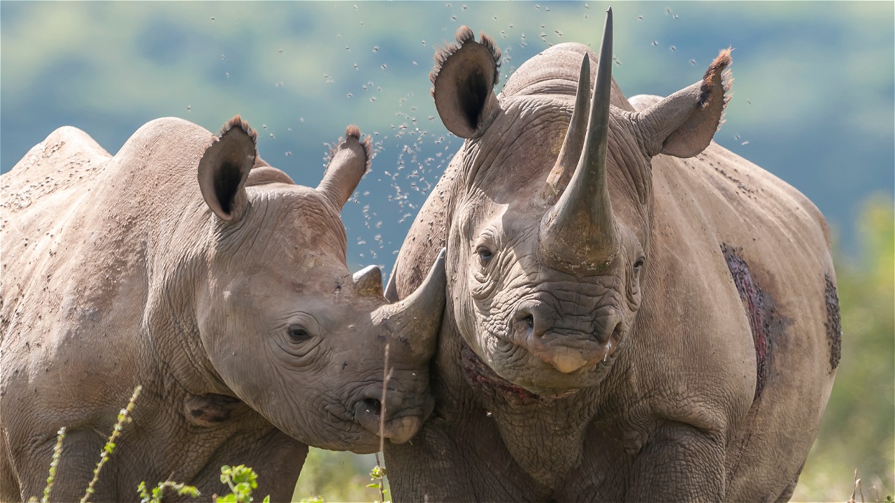 POACHING IS NOT THE ONLY THREAT TO RHINOS