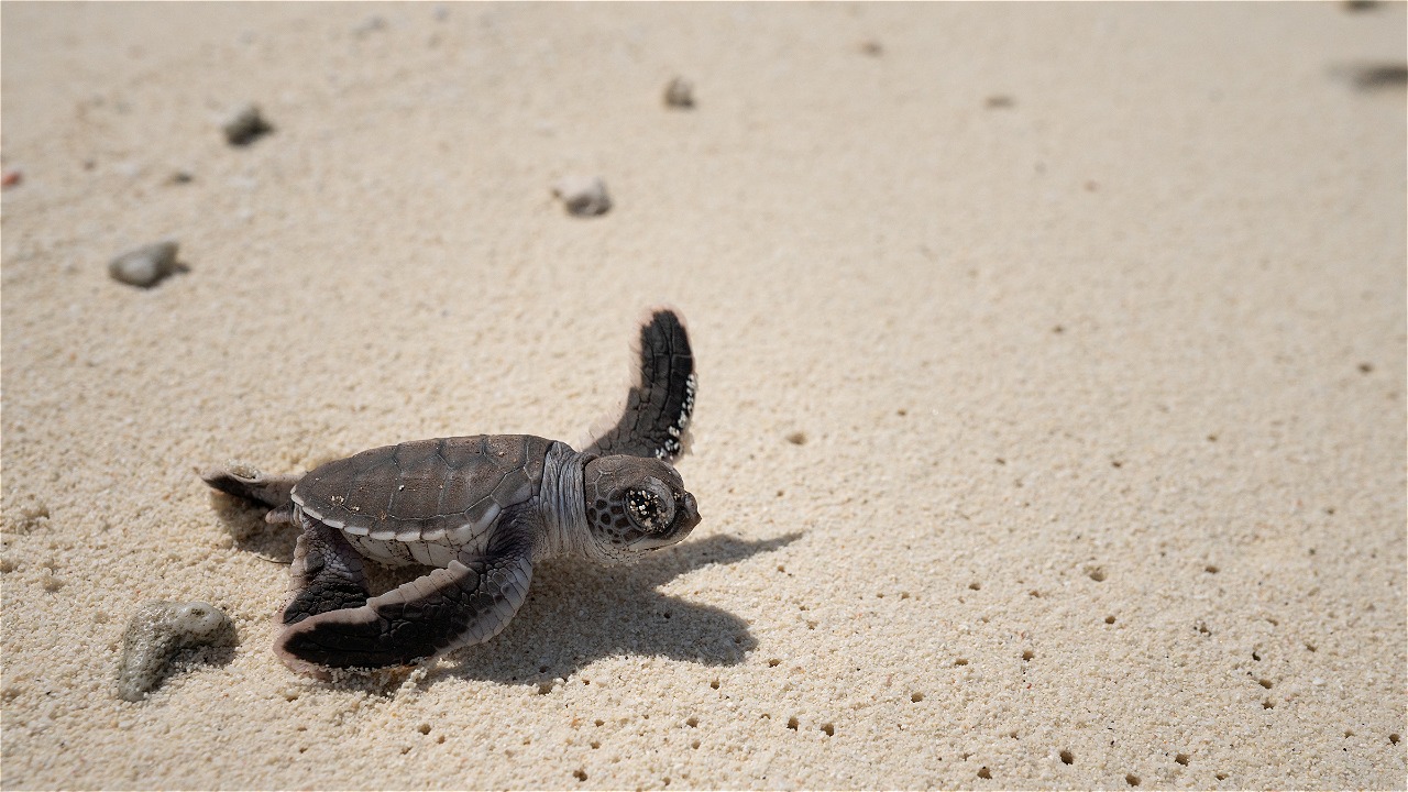 SEA TURTLE POACHING, NOT A NEW THREAT ON LEATHERBACK TURTLE NESTING ...
