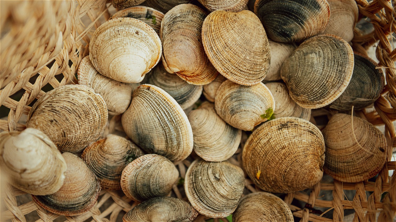 SCIENTIFIC COLLABORATION FOR SUSTAINABLE USE OF SHELLFISH RESOURCES IN ...