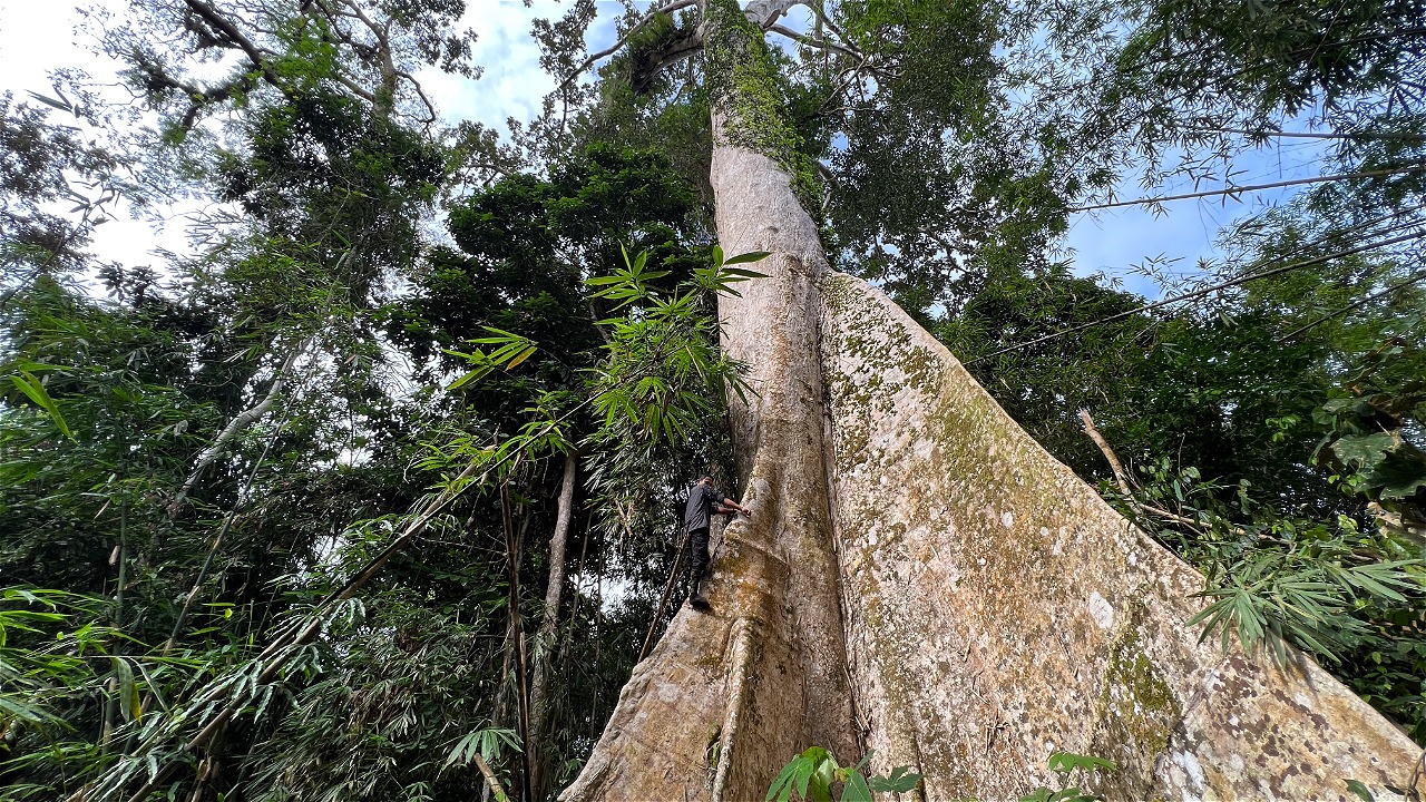 WWF WELCOMES FIRST EXPORT OF FLEGT-LICENSED WOOD PRODUCTS