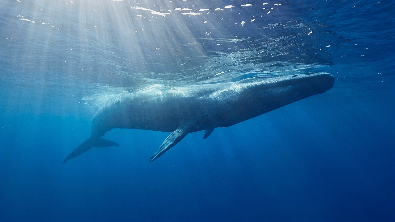 BLUE WHALE