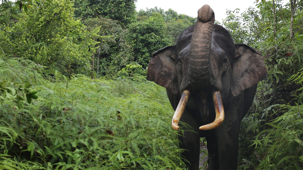 DEFENDING THE NATION'S ENDANGERED TREASURES: THE SUMATRAN ELEPHANT | wwf.id
