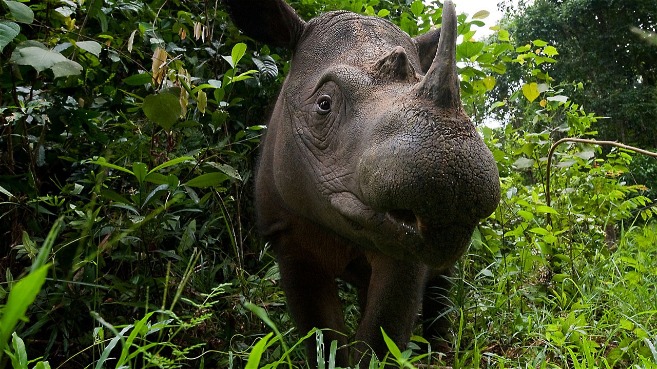 WWF DAN LIPI MANFAATKAN DNA BARCODING RESEARCH UNTUK ANALISIS DNA BADAK