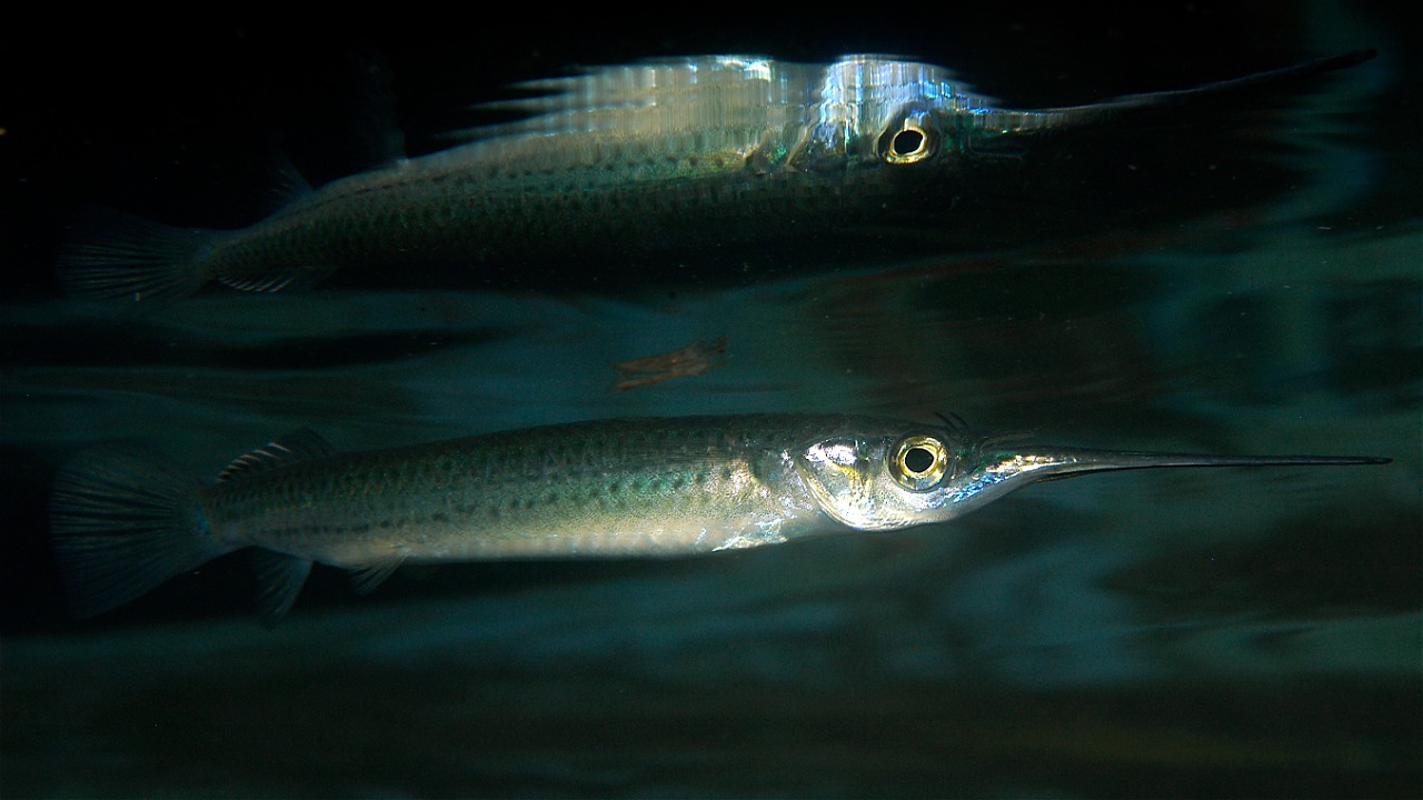 CERITA IKAN JULUNG-JULUNG NEGERI KATALOKA YANG DIBURU PARA PENCARI ...