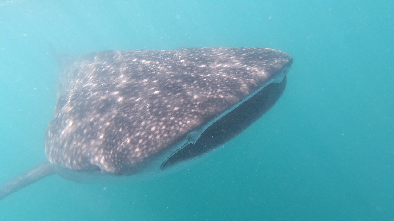 ANOTHER PERSPECTIVE BEHIND THE APPEARANCE OF WHALE SHARKS IN GORONTALO