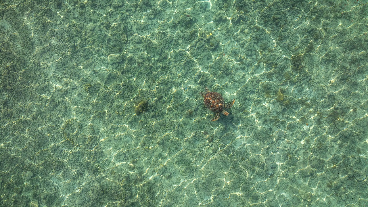 MASYARAKAT PULAU HOAT PELAJARI CARA SELAMATKAN POPULASI PENYU PERAIRAN KEI