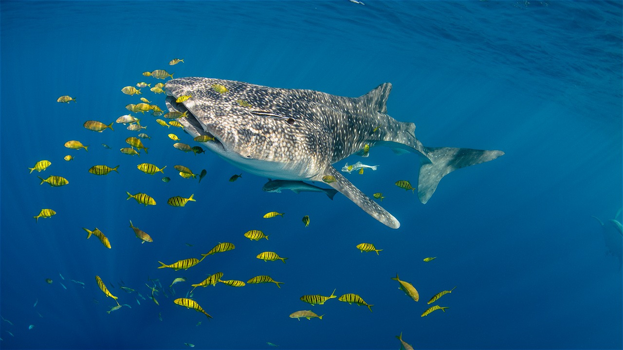 DISCUSSION ON WHALE SHARK CONSERVATION IN PANDA EARTH