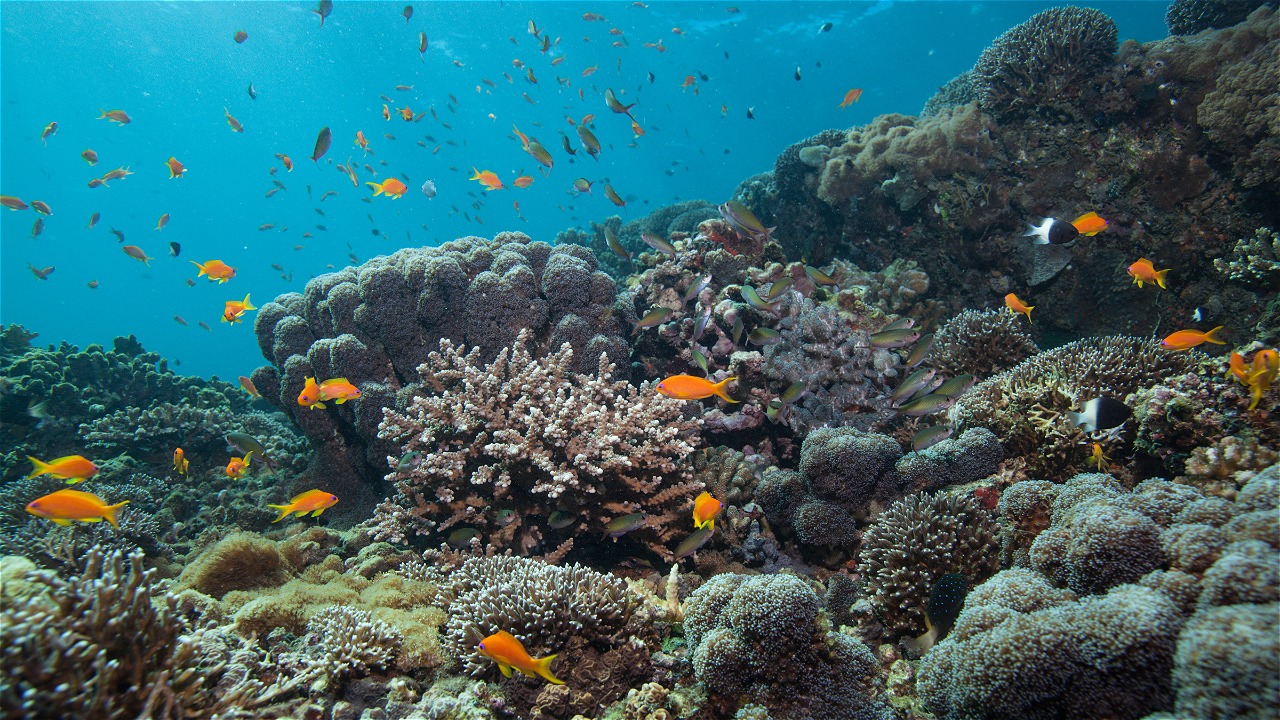 INDONESIA HOSTS INTERNATIONAL MEETING IN CORAL TRIANGLE AREA