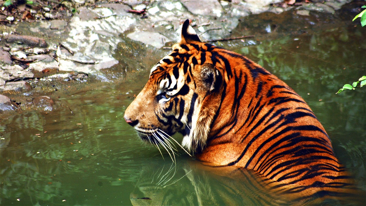 FIVE RARE WILD CAT SPECIES CAUGHT ON CAMERA IN SUMATRA