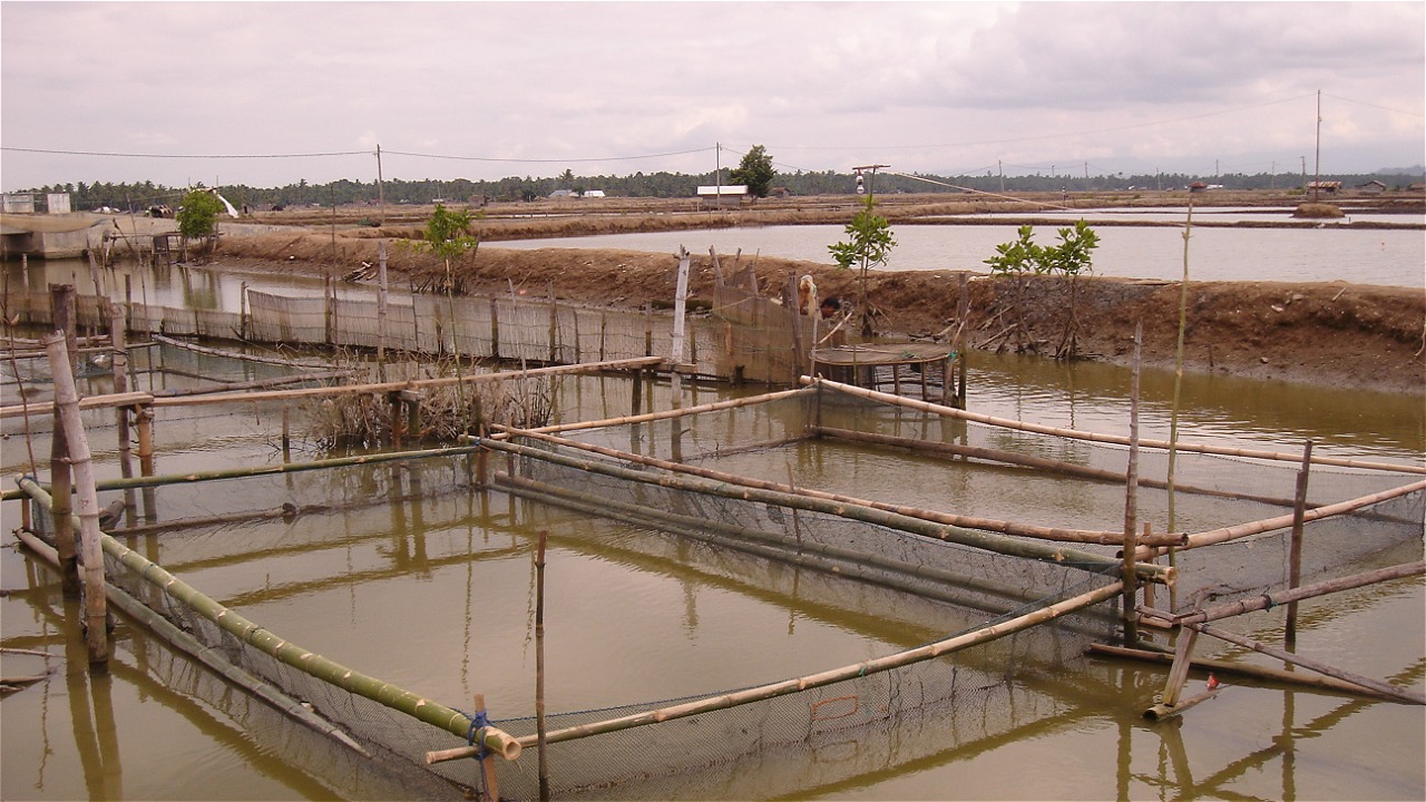 THIRD POND SCHOOL: SOCIALIZATION OF CBIB CERTIFICATION