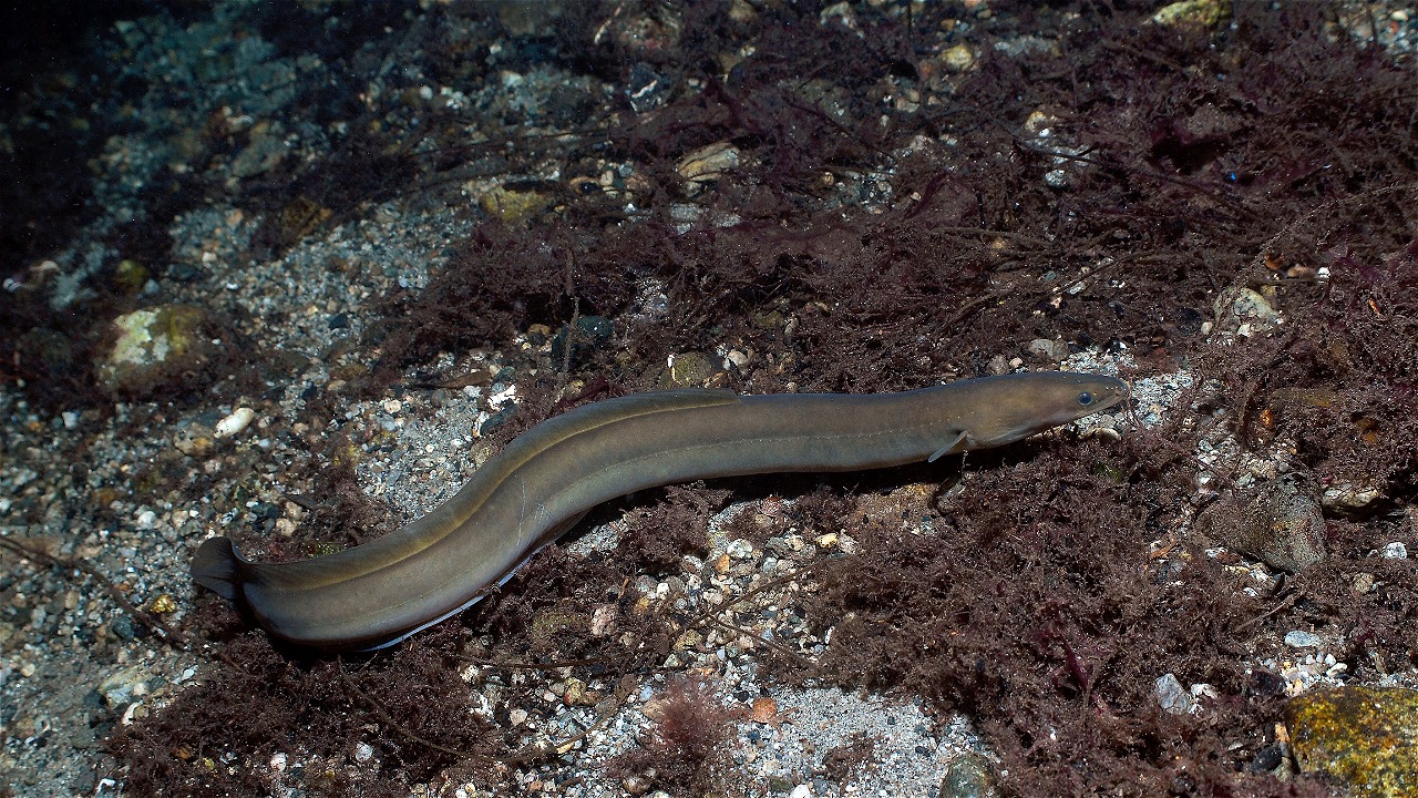 PT IROHA SIDAT INDONESIA PIONEERS THE IMPROVEMENT OF EEL CULTIVATION IN ...