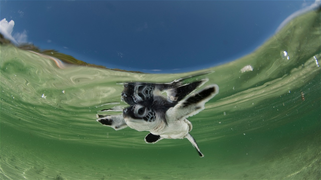 MENGENDALIKAN PREDATOR PENYU DI PANTAI JEEN SYUAB DEMI KELESTARIAN SI ...