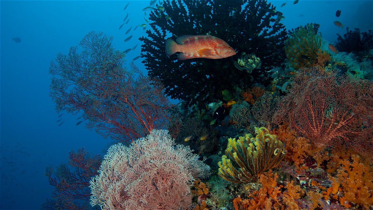 CORAL TRIANGLE DAY EVENTS ATTRACTED THOUSANDS-IN BALI FOR MARINE ...