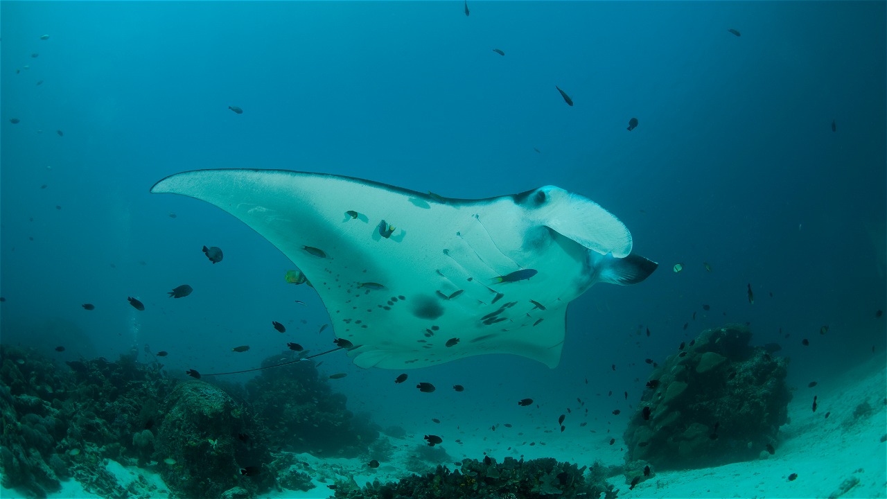 MENGAMATI HIU DAN PARI MANTA DI TAMAN NASIONAL KOMODO