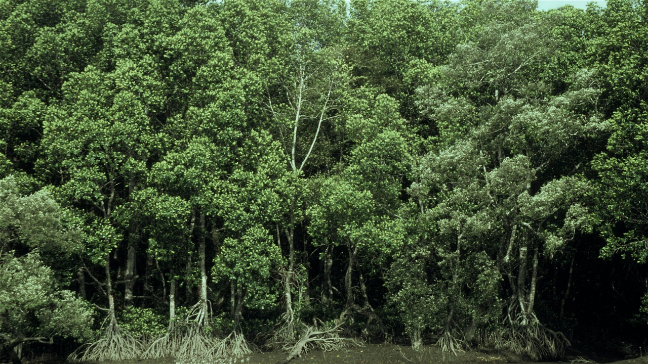 WWF INITIATES SPATIAL DATA COLLECTION IN WEST PAPUA | wwf.id