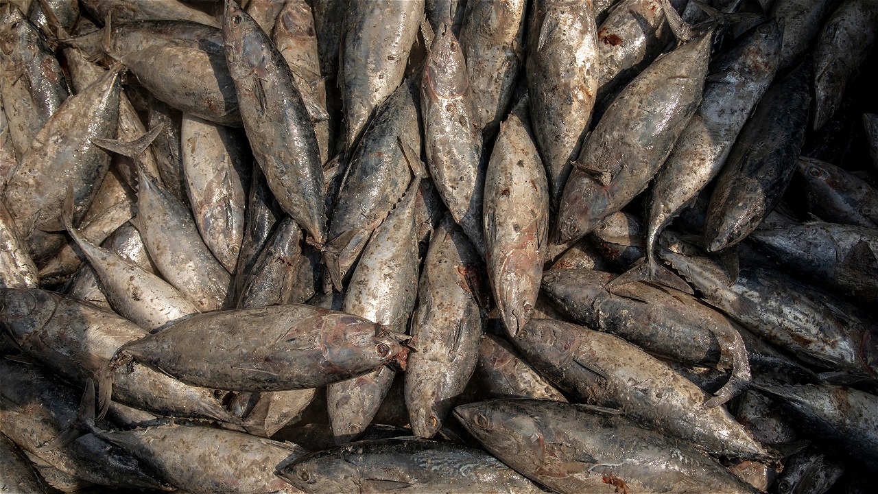 SAVE THE TUNA BEFORE IT'S TOO LATE