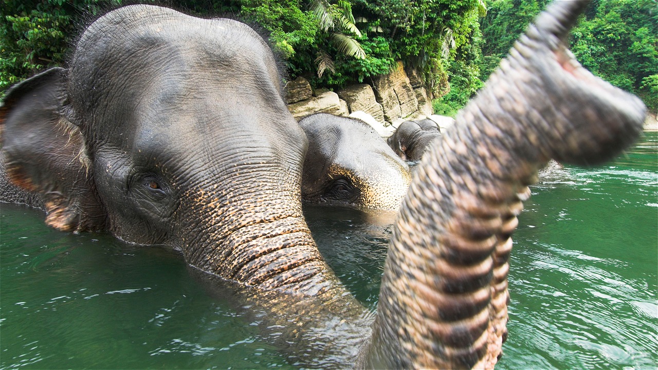 COEXISTENCE OF ELEPHANTS AND HUMANS