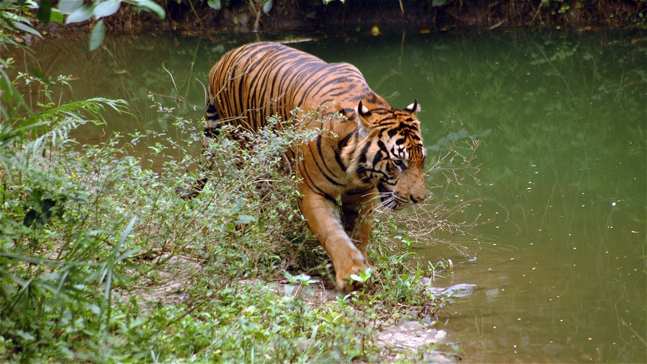 TIGER PROTECTION UNIT: SUMATRAN TIGER GUARDIAN | wwf.id