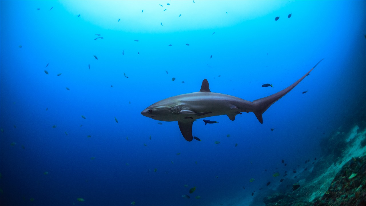 PERJUANGAN MENYELAMATKAN HIU TIKUS