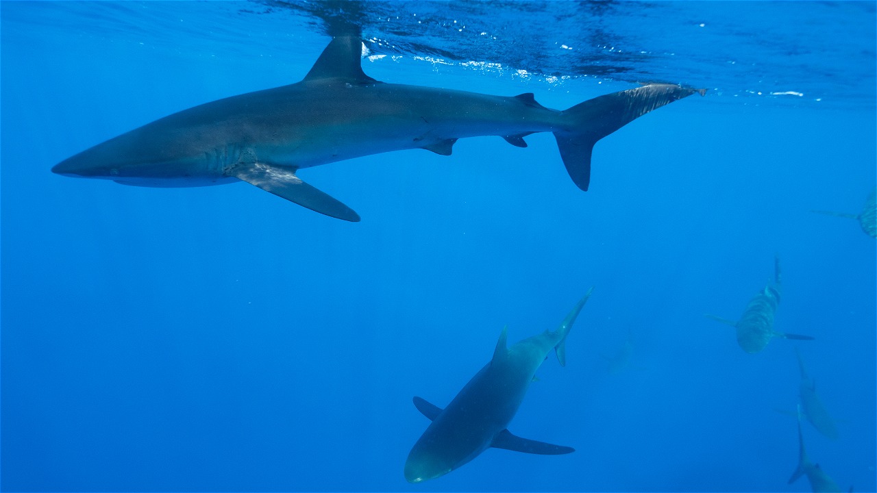 SHARK CONSERVATION PROGRAM: MPA FOR SHARKS