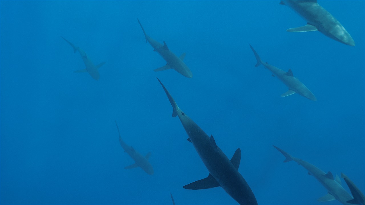 SHARK CONSERVATION PROGRAM: SHARK PROTECTION CAMPAIGN