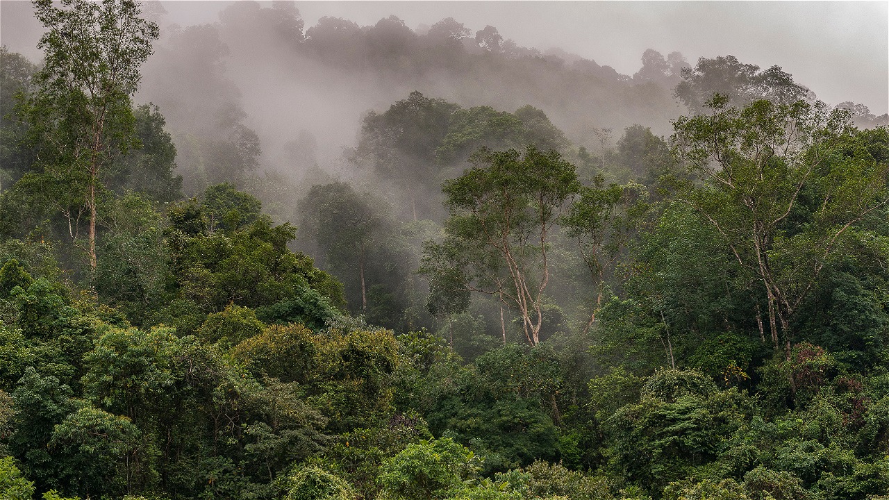 SPOTTED! WHITE-RED RAFFLESIA IN RIAU'S RIMBANG BALING HILLS WILDLIFE ...