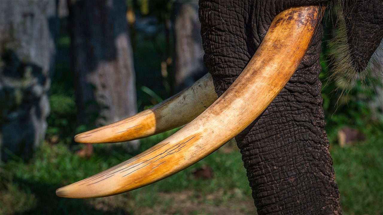 GOVERNMENT TO CHARGE PROTECTED WILDLIFE CRIMINALS WITH MONEY LAUNDERING LAW