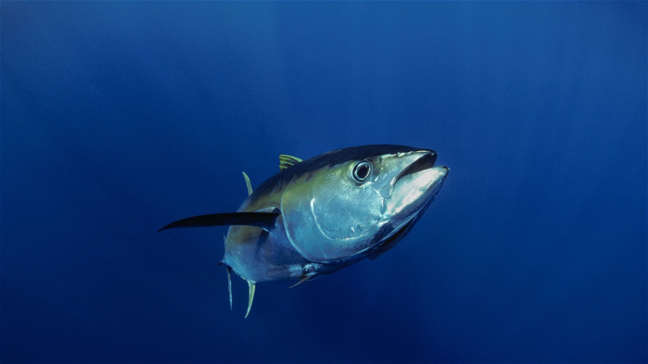 WWF LAUNCHES THE LATEST SEAFOOD GUIDE
