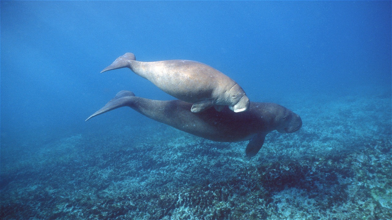 WANT TO OBSERVE DUGONGS IN ALOR? FOLLOW THIS GUIDE, KEEP AN EYE ON THE ...