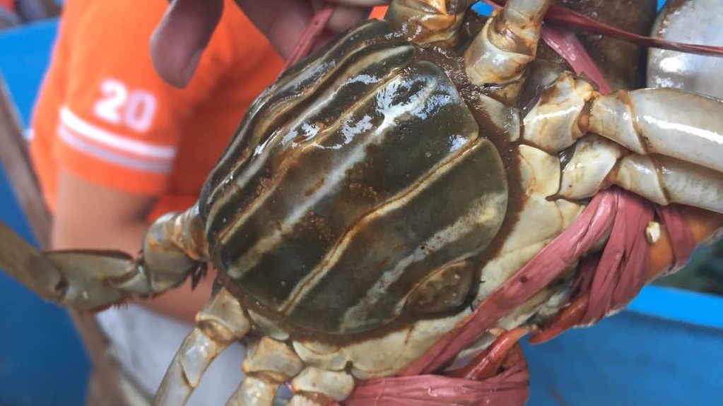 WORKING GROUP WORK PLAN FOCUSES ON STRENGTHENING MANGROVE CRAB ...