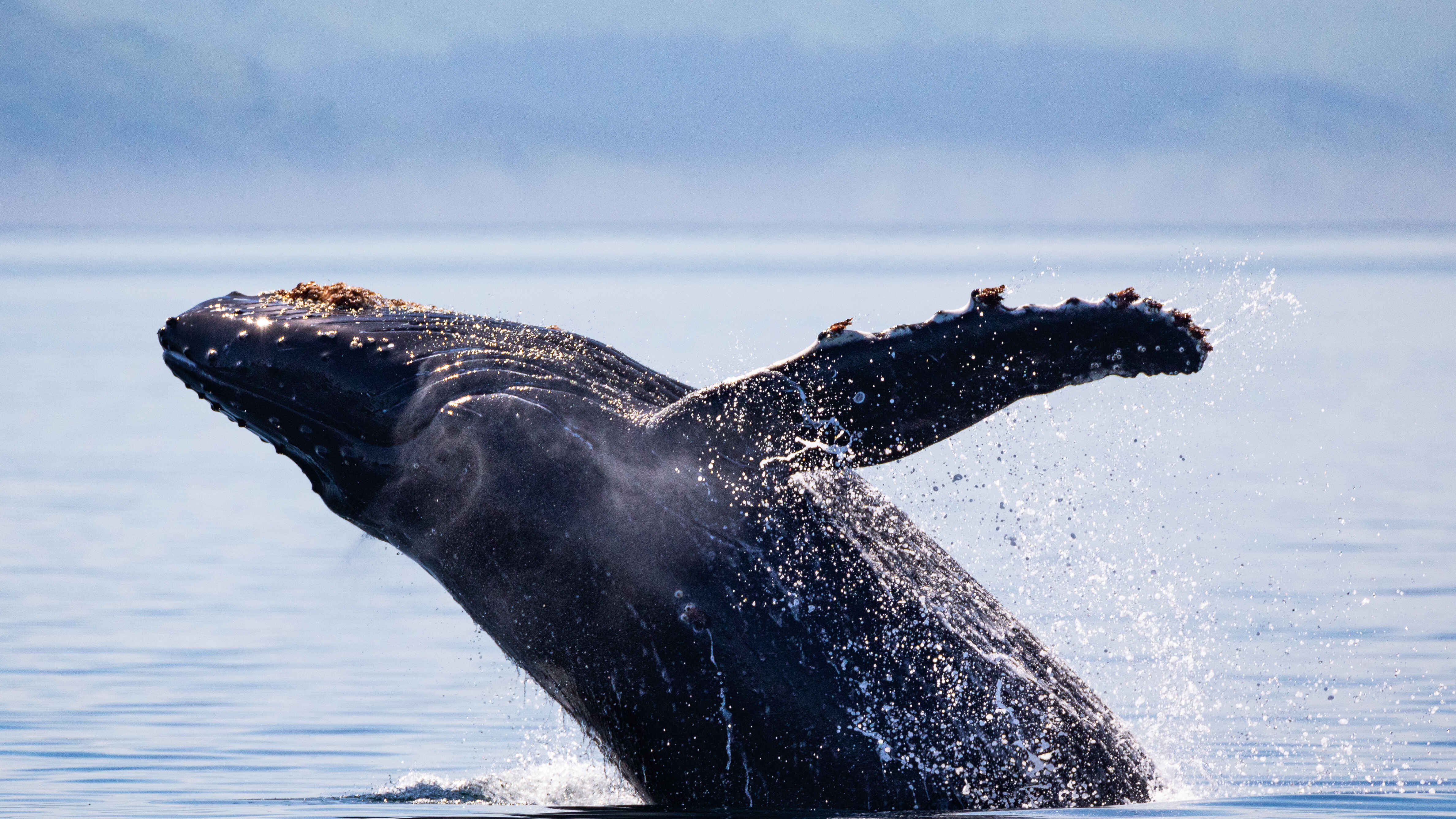 MARINE MAMALS | Global Environmental Conservation Organization - WWF ...