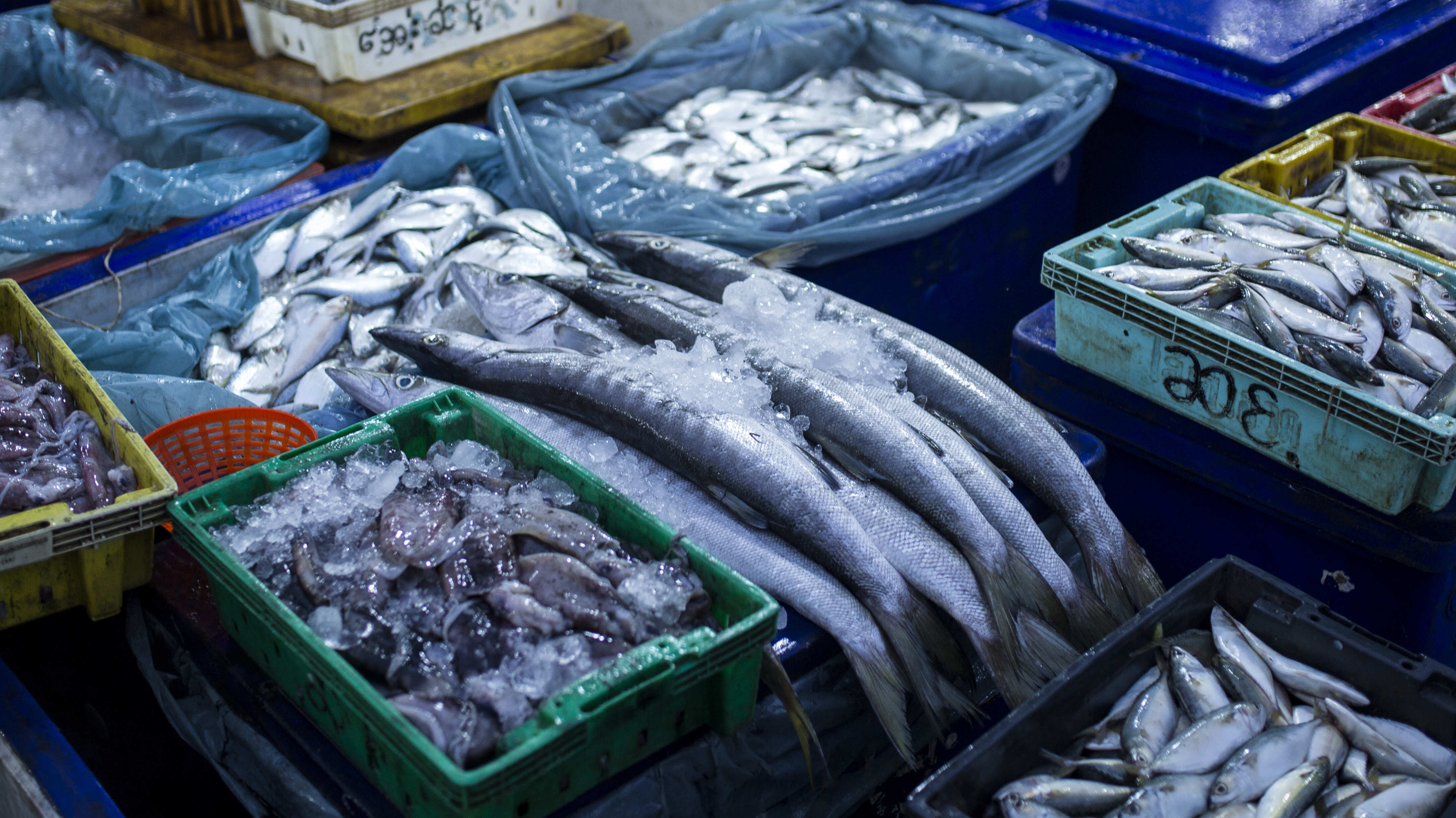 Seafood Saver | Global Environmental Conservation Organization - WWF ...