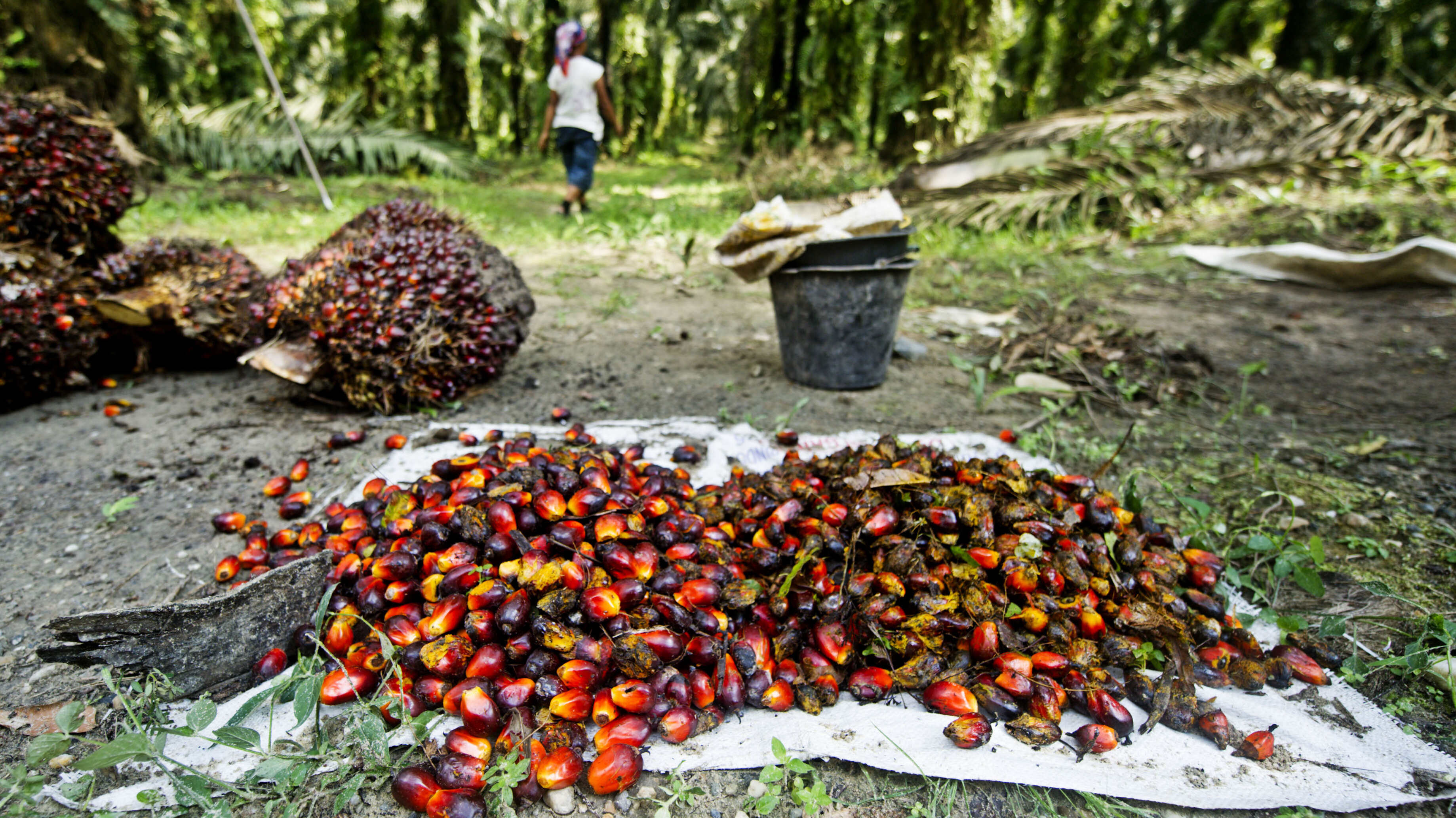 KOMODITAS BERKELANJUTAN | Global Environmental Conservation ...