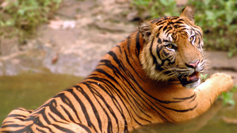 SUMATRAN TIGER | Global Environmental Conservation Organization - WWF ...