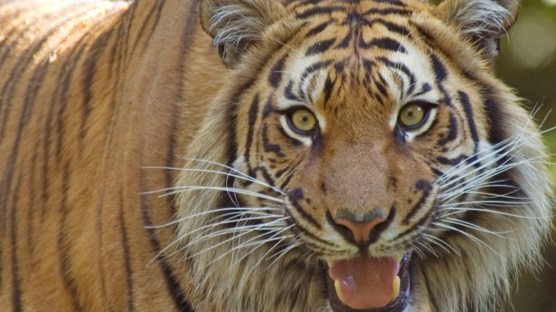 SUMATRAN TIGER | Global Environmental Conservation Organization - WWF ...